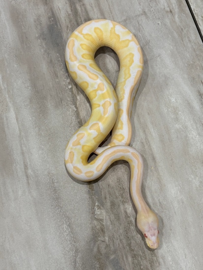 Albino Cinnamon Ghi Ball Python by David Keller Reptiles