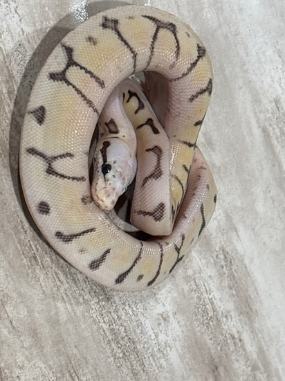 Super Pastel Spider Specter Ball Python by David Keller Reptiles