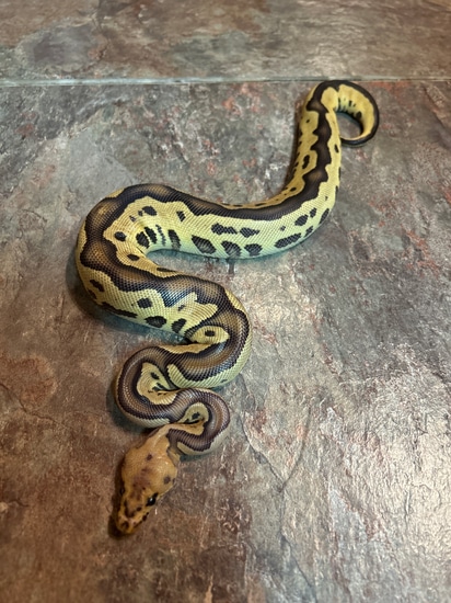 Clown Leopard Fire Orange Dream Yellow Belly 50% Het Pied 50% Het Ghost ...
