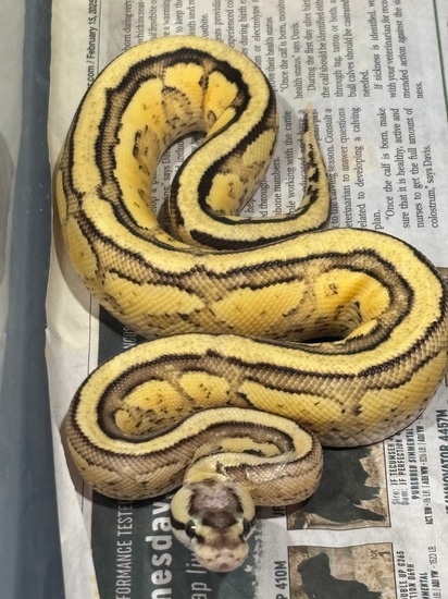 Pastel Super Specter Ball Python by David Keller Reptiles