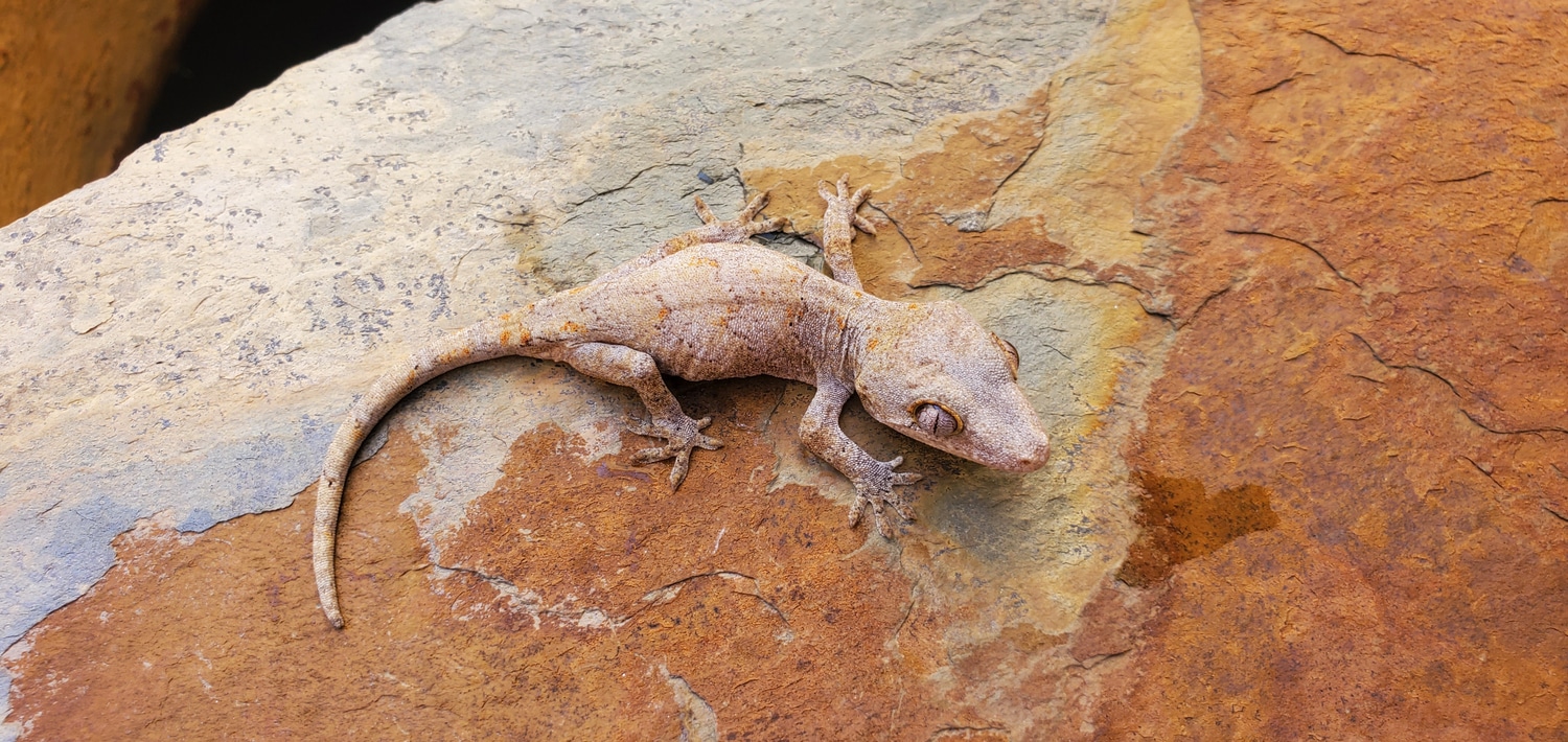 Reticulated Orange Gargoyle Gecko by Dakine Exotics - MorphMarket