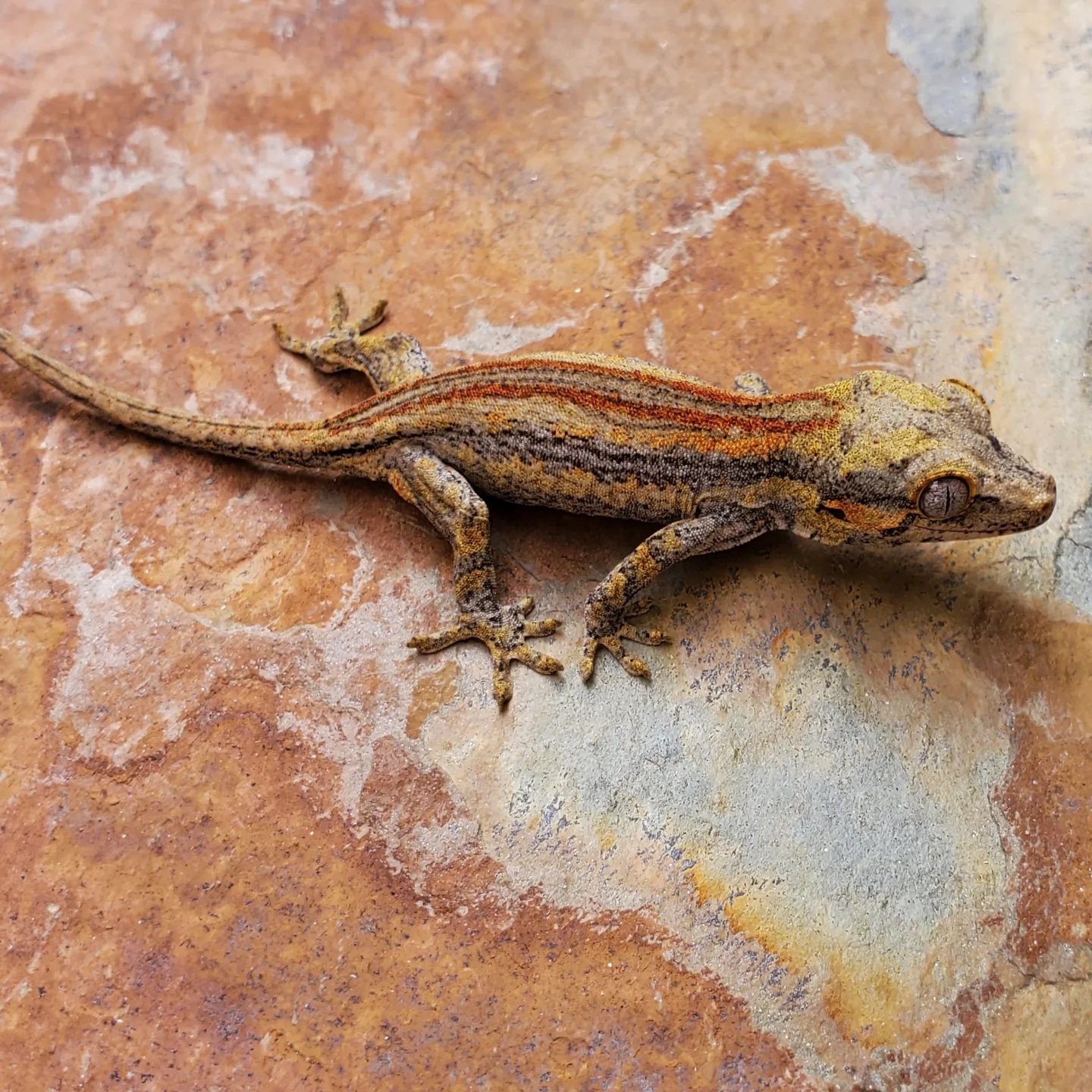 Orange And Red Gargoyle Gecko by Dakine Exotics - MorphMarket