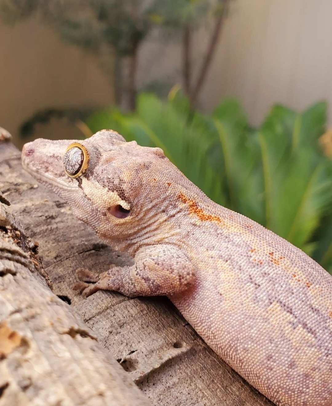 RTB Pastel Stripe Gargoyle Gecko by Dakine Exotics - MorphMarket