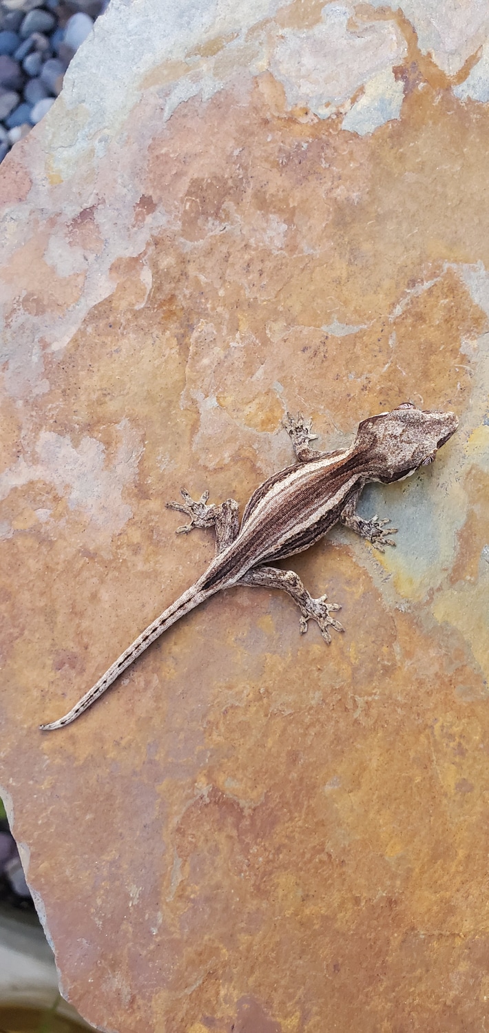 Chocolate Striped Pastel Gargoyle Gecko by Dakine Exotics - MorphMarket
