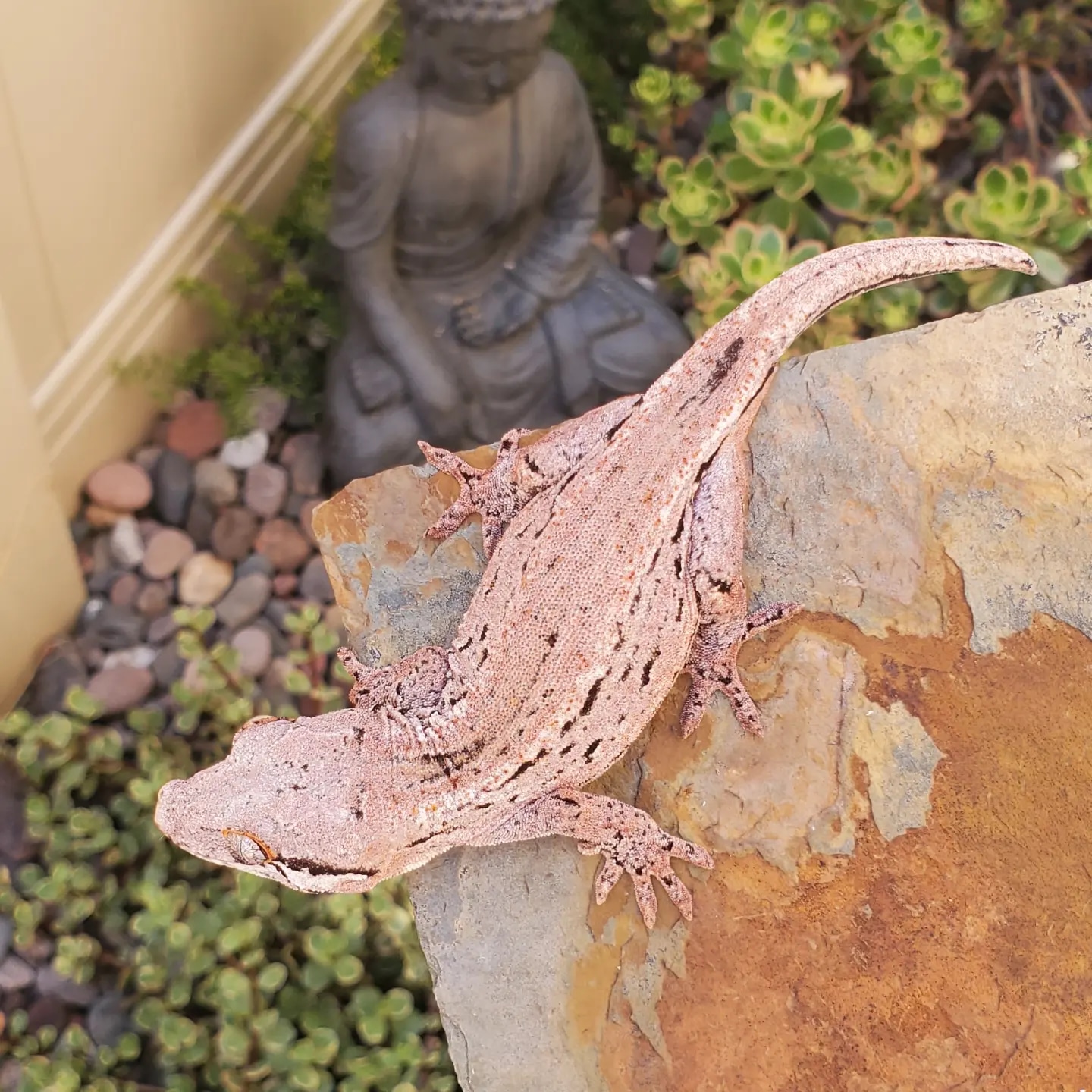 Hot Pink Gargoyle Gecko by Dakine Exotics - MorphMarket