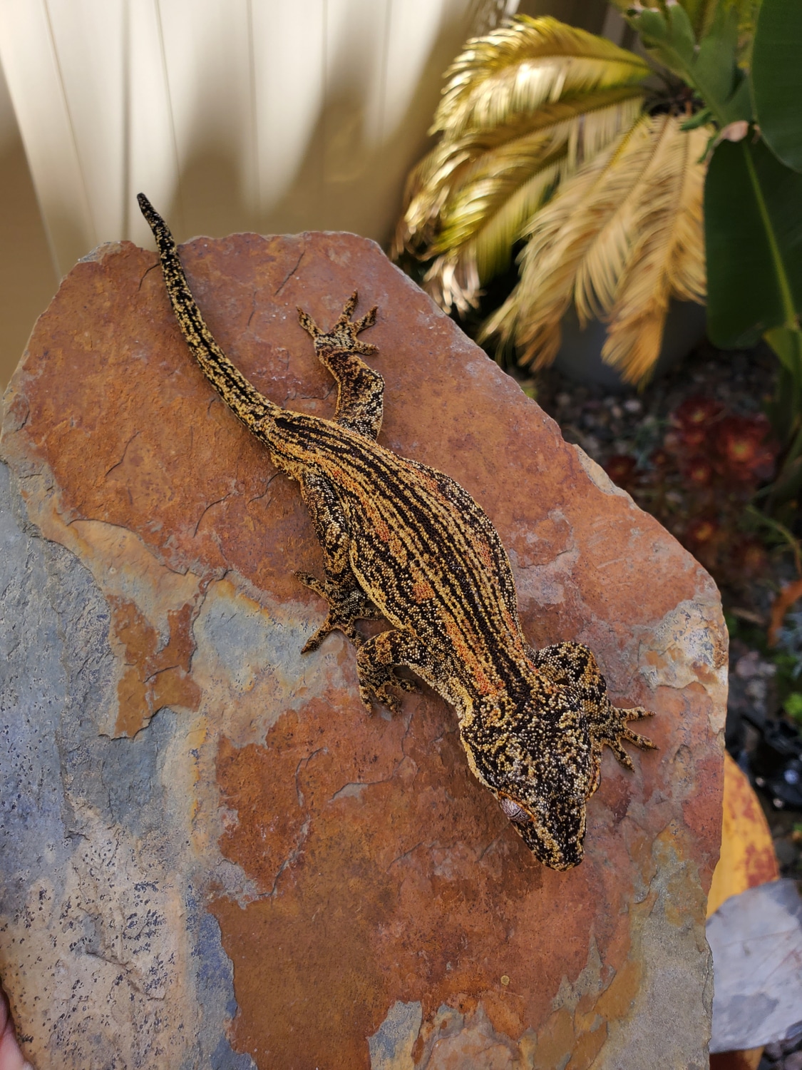 Dakine Exotics's Collection - MorphMarket