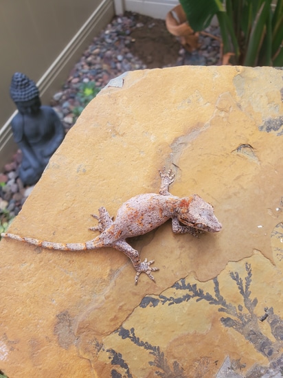 Orange Blotch Pastel "Pink" Gargoyle Gecko by Dakine Exotics
