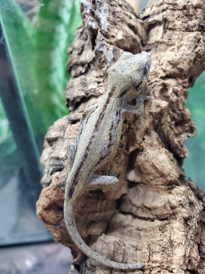 Pastel Base Yellow Stripe Gargoyle Gecko by Dakine Exotics