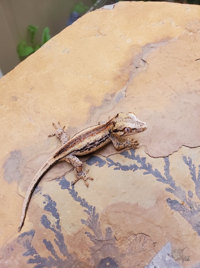 Yellow Red Pastel Stripe Gargoyle Gecko by Dakine Exotics
