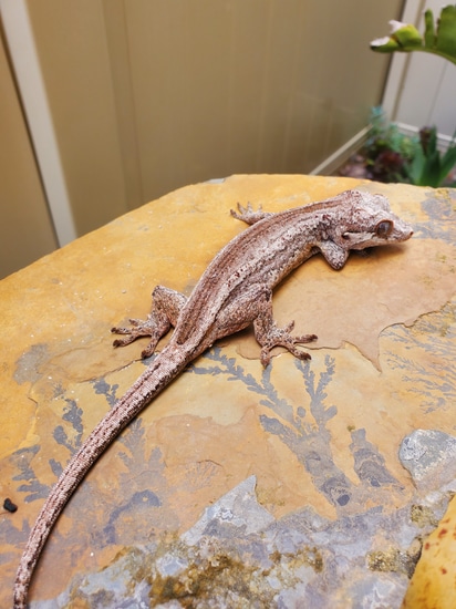 Phantom Eye Gargoyle Gecko by Dakine Exotics
