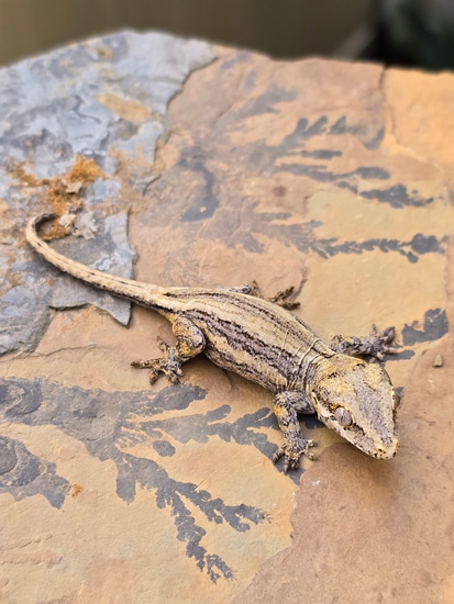 Yellow Stripe Pastel Gargoyle Gecko by Dakine Exotics