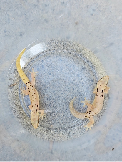 Type B Mournings Geckos Mourning Gecko by Dakine Exotics