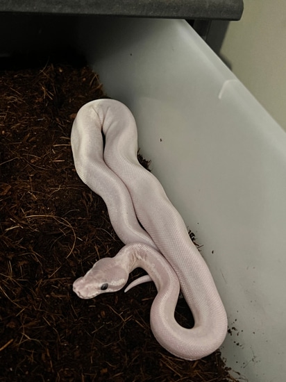 GHI Mojave Phantom (Poss Leopard) Ball Python by Broken Arrow Exotics