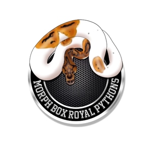 Morph Box Royal Pythons - MorphMarket