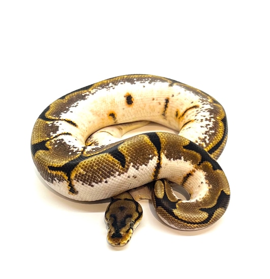 Spider, OD, Blade, Calico 100% Het Albino, Clown Ball Python by Morph ...