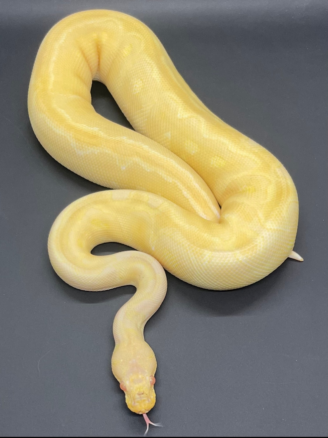 Albino, Super Pastel, Clown Ball Python by Morph Box Royal Pythons ...