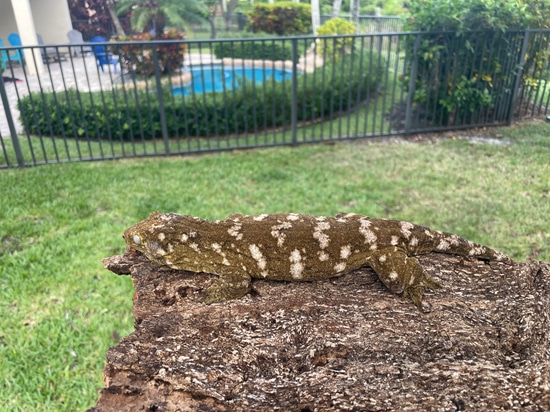 Bonded Pair** Pure Locale Moro Leachianus Leachianus Gecko by DDReps98