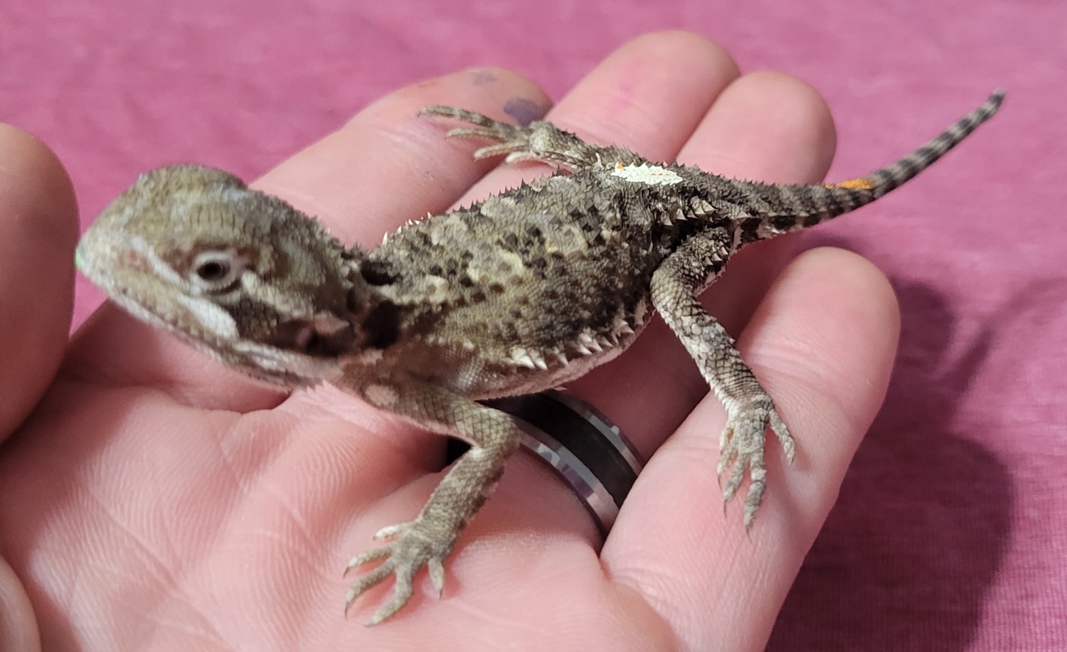 Pagona Henrylawsoni Rankin's Dragon by Dale's Exotics - MorphMarket