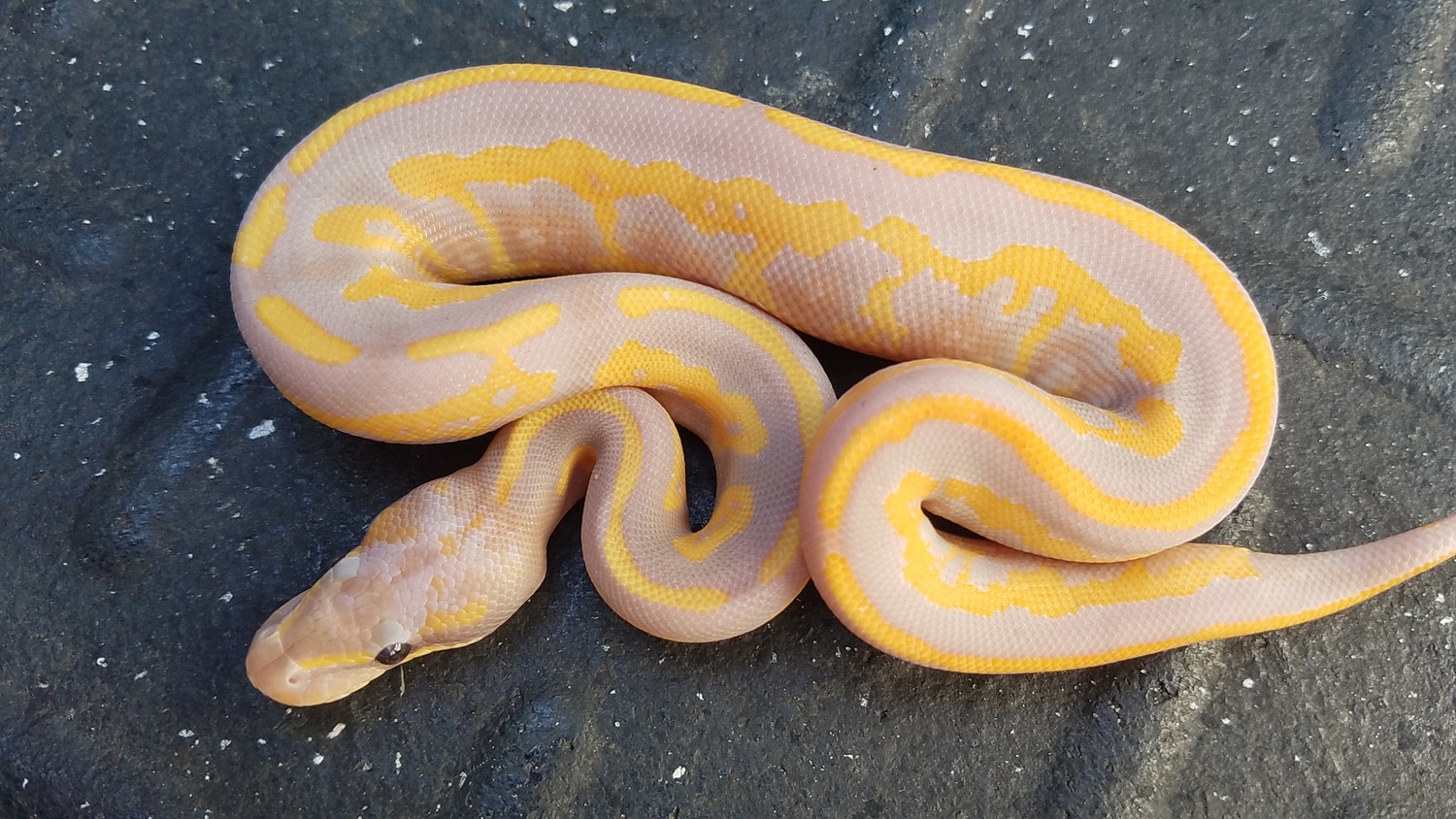 Banana Black Head Sulfur Leopard Ball Python by Dale Porcher DVM - MorphMarket