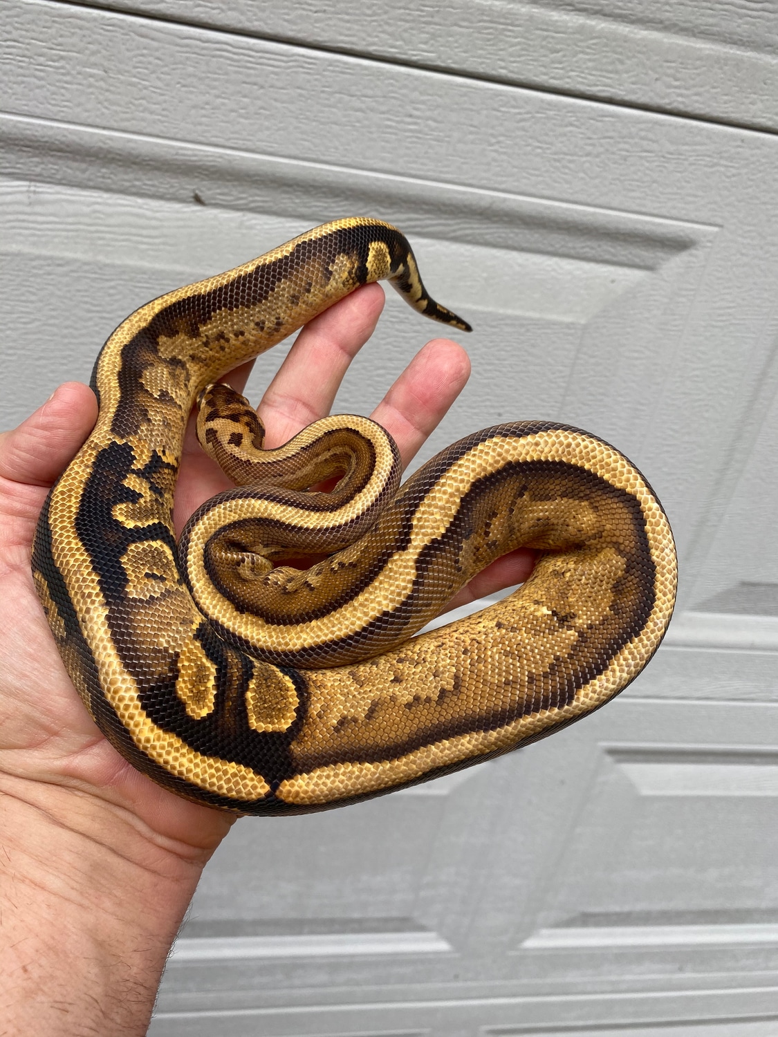 Super Stripe Het Candy Or Albino Ball Python by Dale Porcher DVM ...