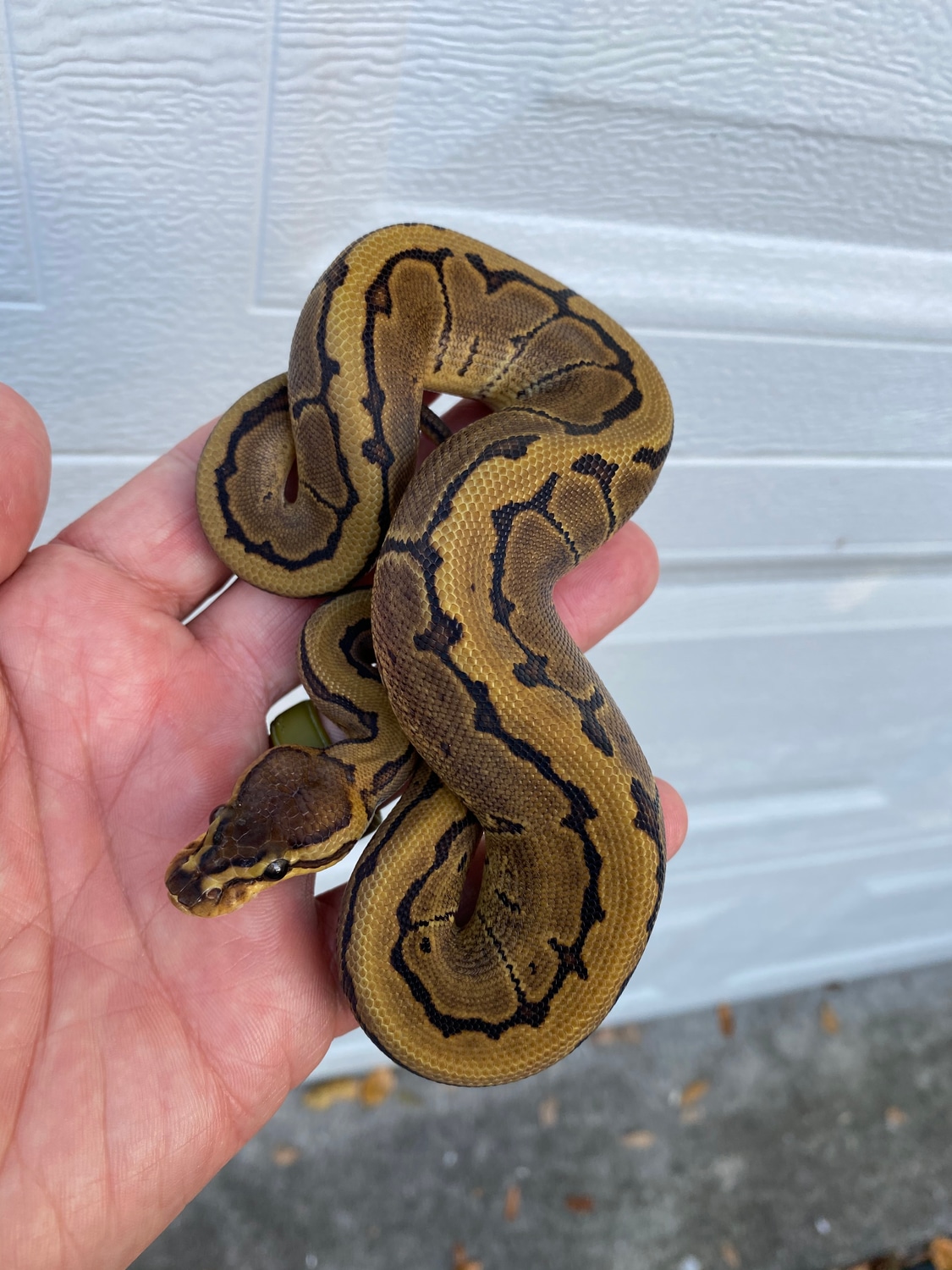 Pinstripe Het Albino Het Pied Ball Python by Dale Porcher DVM - MorphMarket