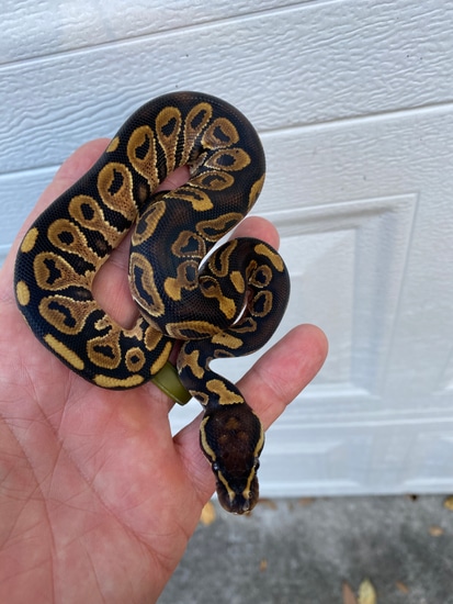 Het Red Yellow Belly Het Albino Ball Python by Dale Porcher DVM