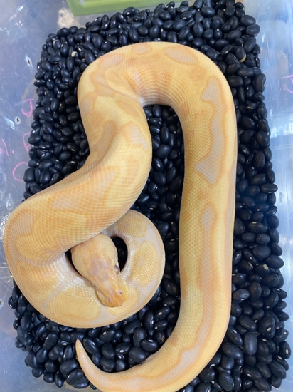 Enchi Leopard Candino Ball Python by Dale Porcher DVM