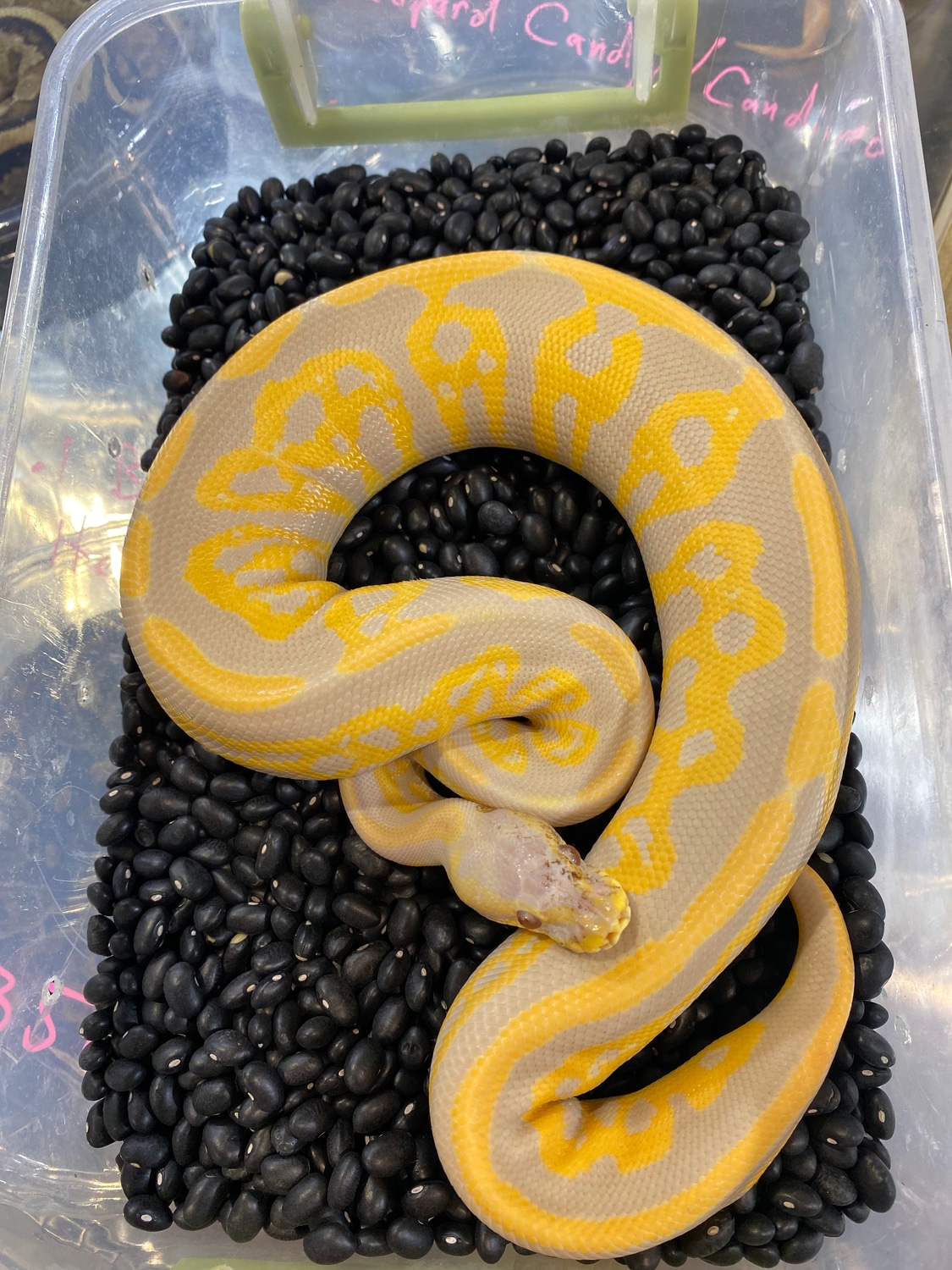 Black Pastel Leopard Candino Ball Python by Dale Porcher DVM - MorphMarket