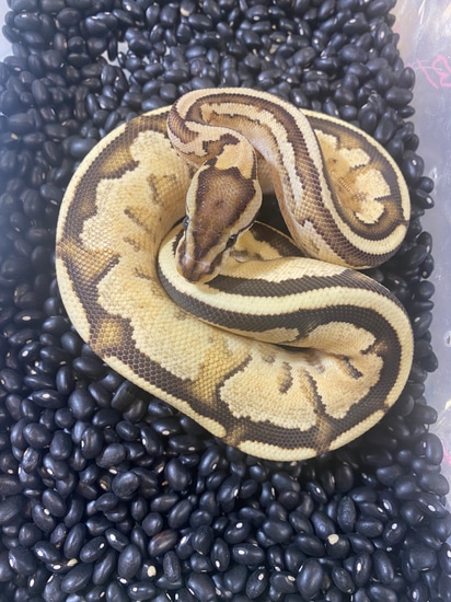 Hi Orange Dream Leopard Super Specter Het Candino Ball Python by Dale ...