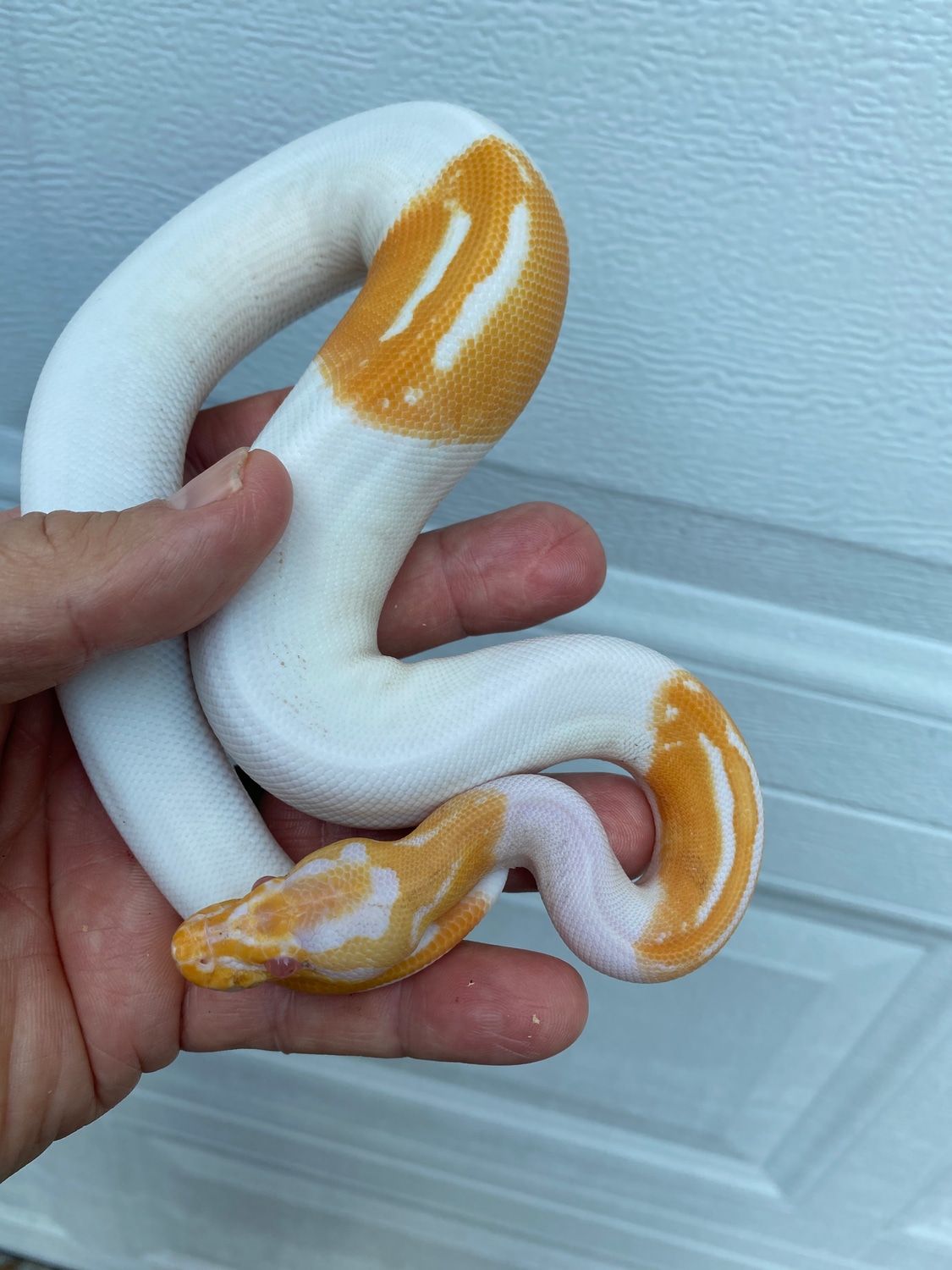 Albino Pied Ball Python by Dale Porcher DVM - MorphMarket