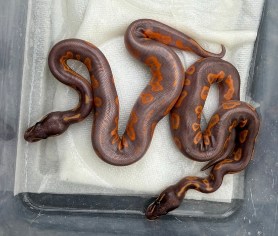 Super Blackhead Leopard Mojave Banana Ball Python by Dale Porcher DVM