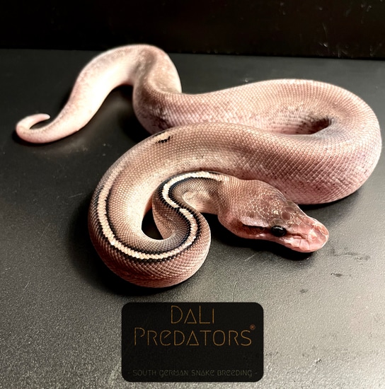 Pastave Cinnamon Orange Dream Stranger 100% Het. Pied. 50% Het. Clown ...