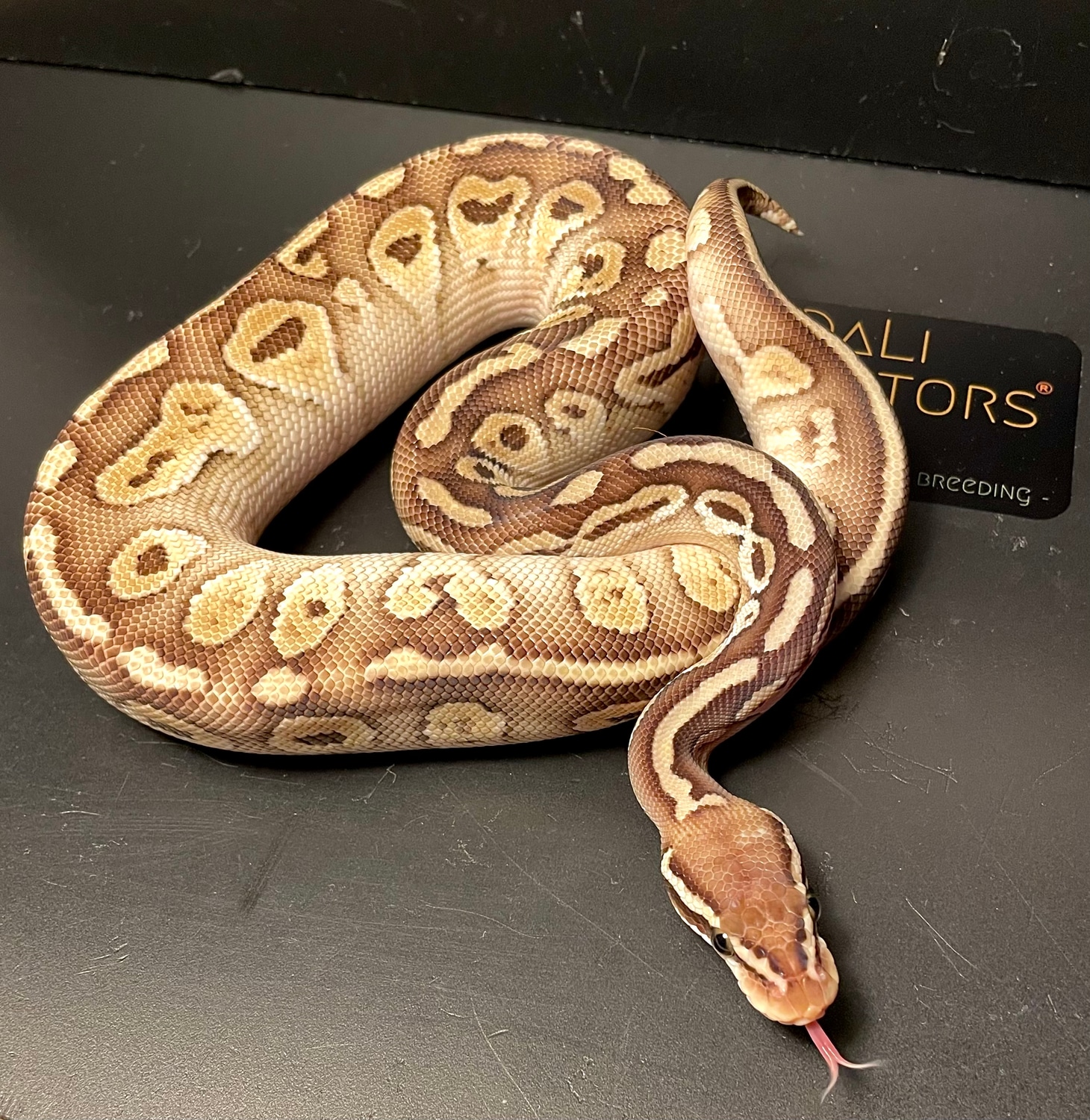 Hetari Lesser Ball Python by DaLi Predators - MorphMarket