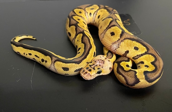 Pastel Yellow Belly Clown Het. Piebald Ball Python by DaLi Predators