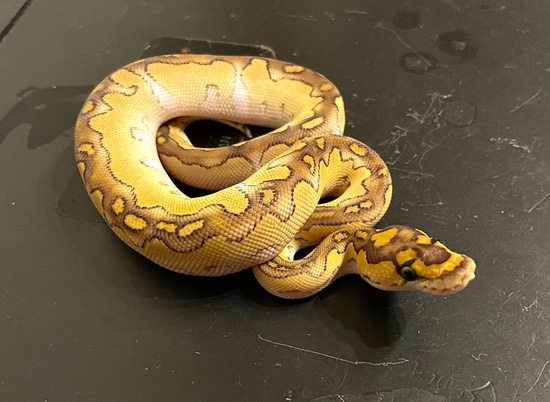 Calico Lesser Clown Ball Python by DaLi Predators