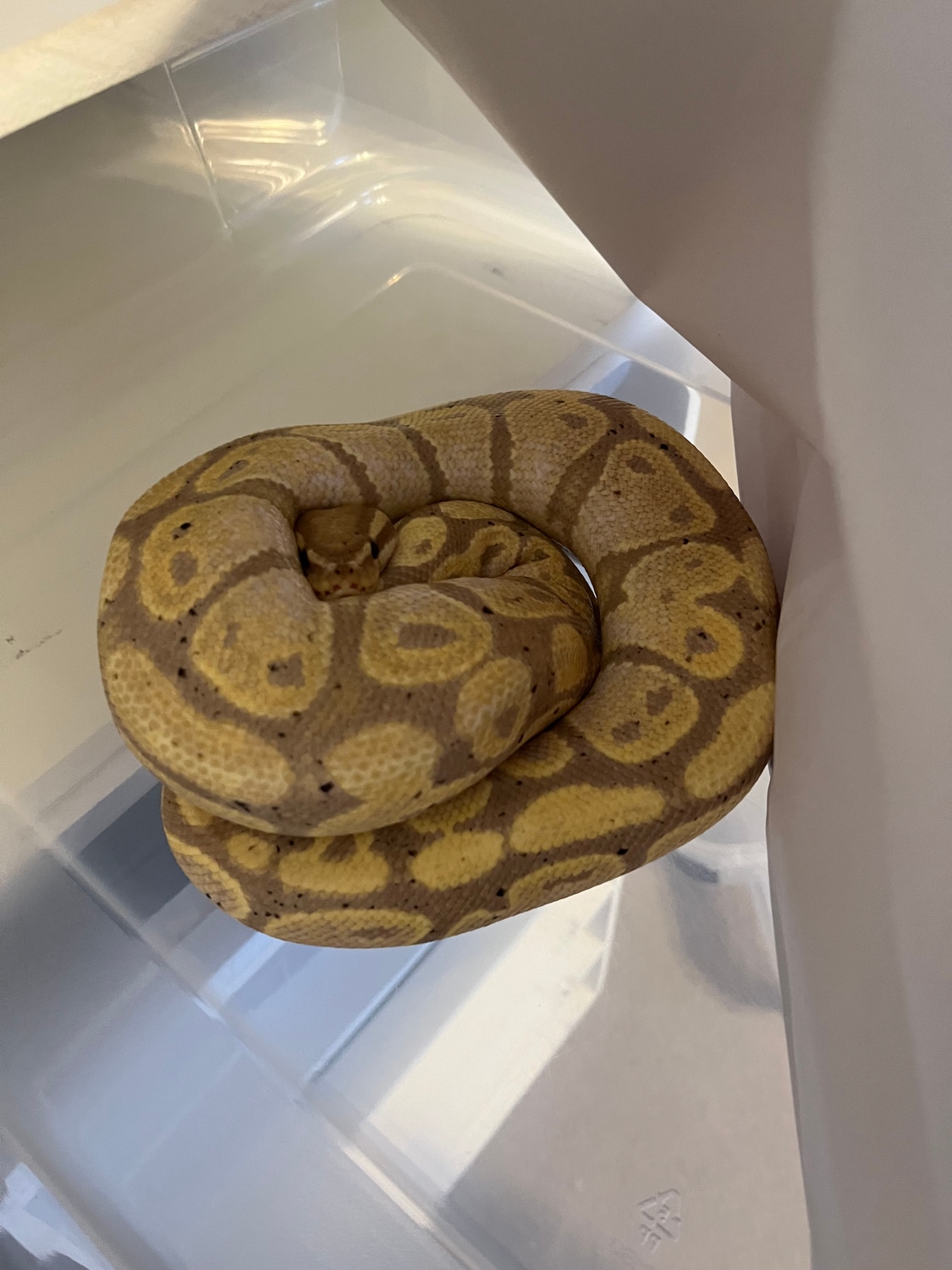 Banana Pastel Het Clown Ball Python by Alex’s Clearance Sale - MorphMarket