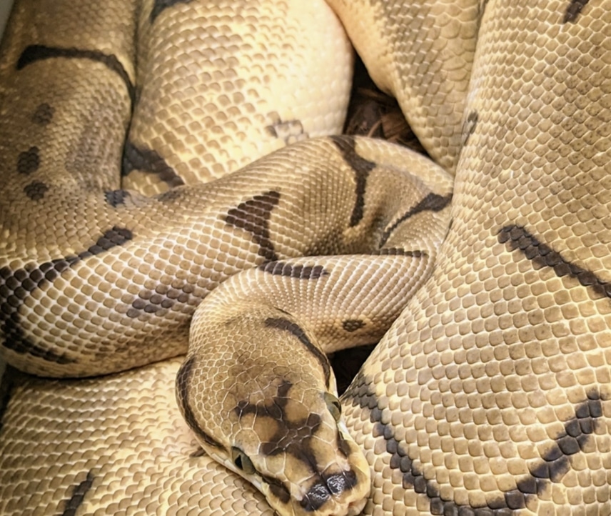 Proven- Leopard Stinger Bee Het Clown Ball Python by Alex’s Clearance ...