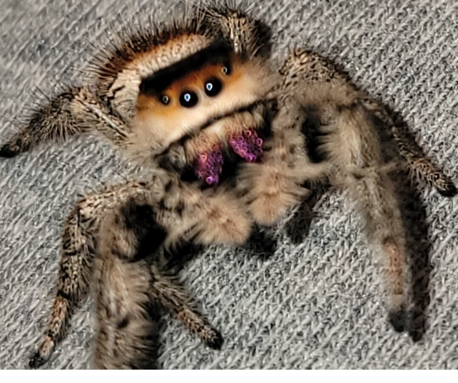 Regal Jumping Spider - Phidippus Regius - Everglades - Orange Morph #19 ...