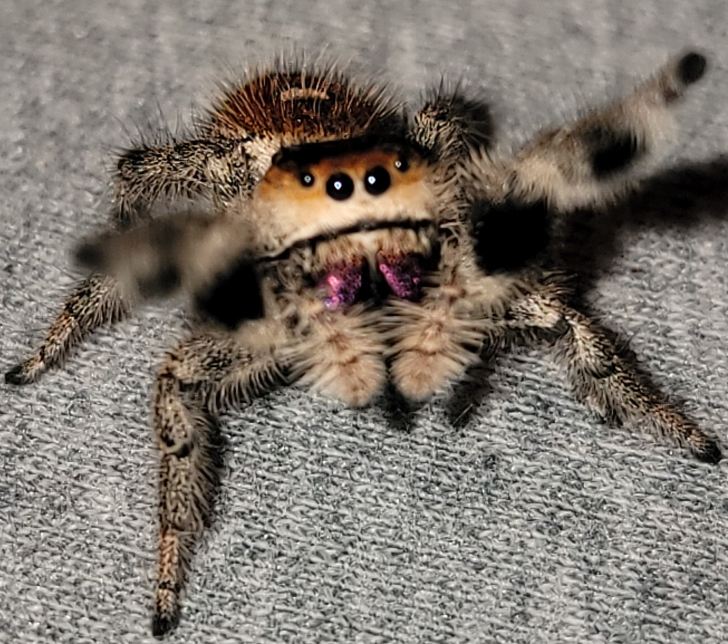 Regal Jumping Spider - Phidippus Regius - Everglades - Orange Morph #19 ...
