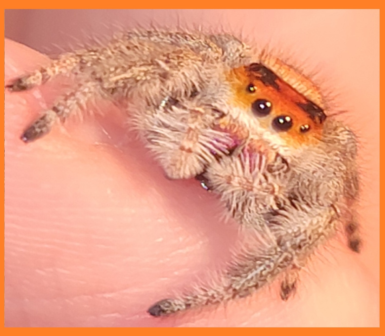 Regal Jumping Spider - Phidippus Regius - Everglades - Orange Morph ...