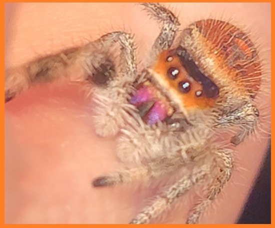 Regal Jumping Spider - Phidippus Regius - Everglades - Orange Morph by ...