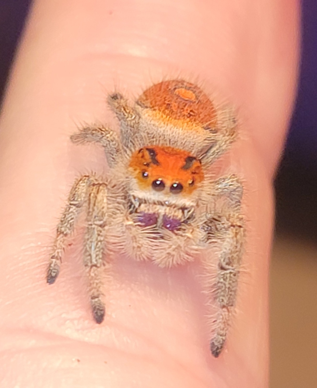 Regal Jumping Spider - Phidippus Regius - Everglades - Orange Morph ...