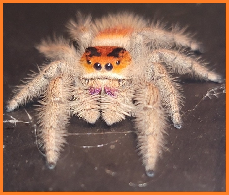 Regal Jumping Spider - Phidippus Regius - Everglades - Orange Morph ...