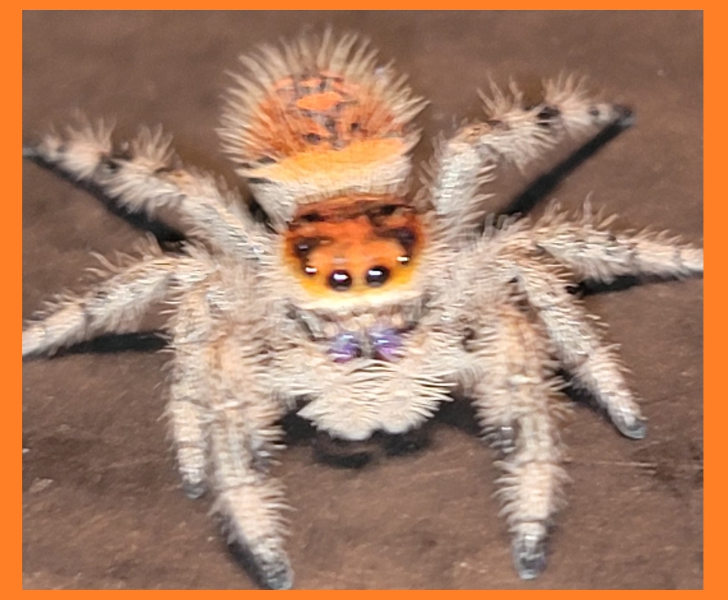 Regal Jumping Spider - Phidippus Regius - Everglades - Orange Morph ...