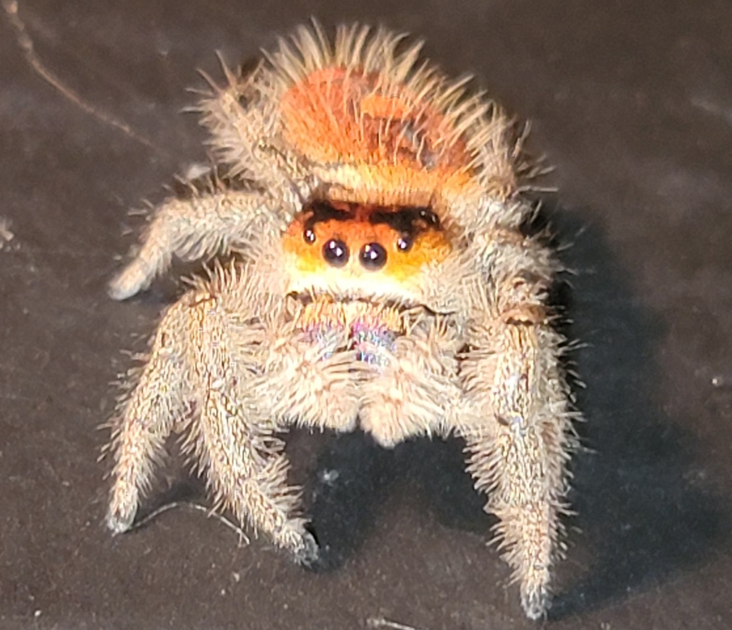 Regal Jumping Spider - Phidippus Regius - Everglades - Orange Morph ...