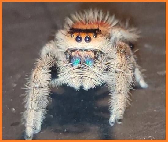 Regal Jumping Spider - Phidippus Regius - Everglades - Orange Morph by ...
