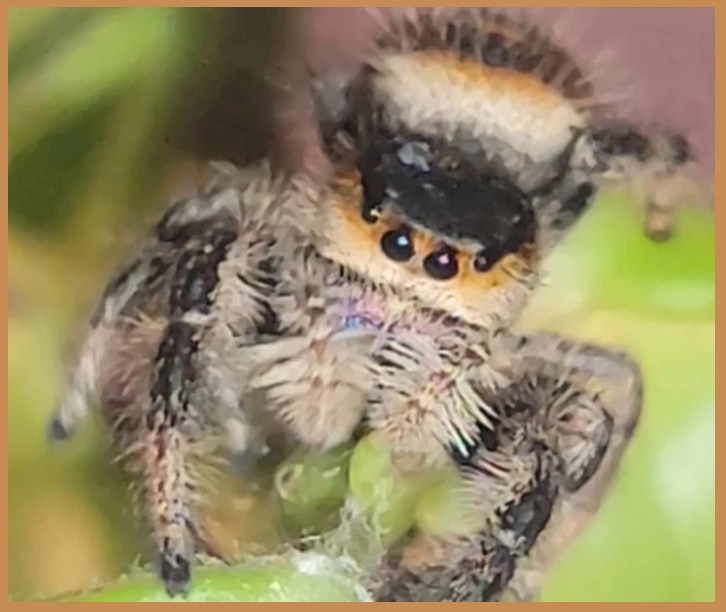 Regal Jumping Spider - Phidippus Regius - Everglades - Dark Morph True ...