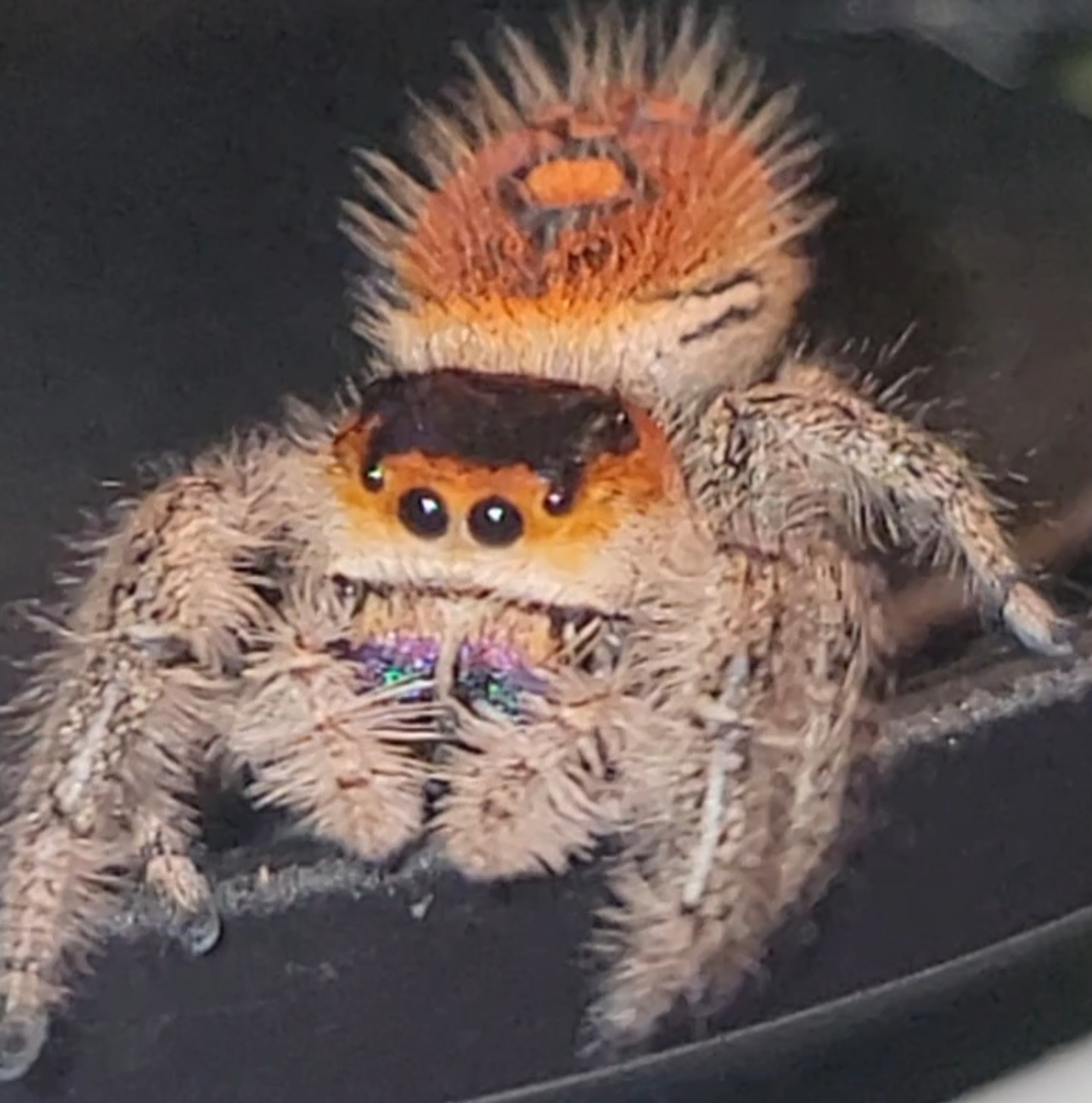 Regal Jumping Spider - Phidippus Regius - Everglades - Orange Morph ...