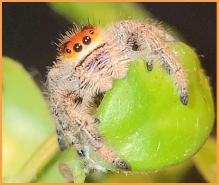 Regal - Phidippus Regius - Everglades - Orange Morph True Spider by ...