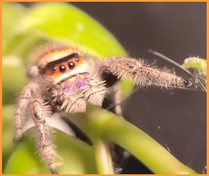 Regal Jumping Spider - Phidippus Regius - Everglades - Orange Morph ...